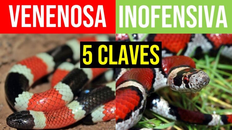 Cómo identificar si una serpiente es venenosa - Arjal