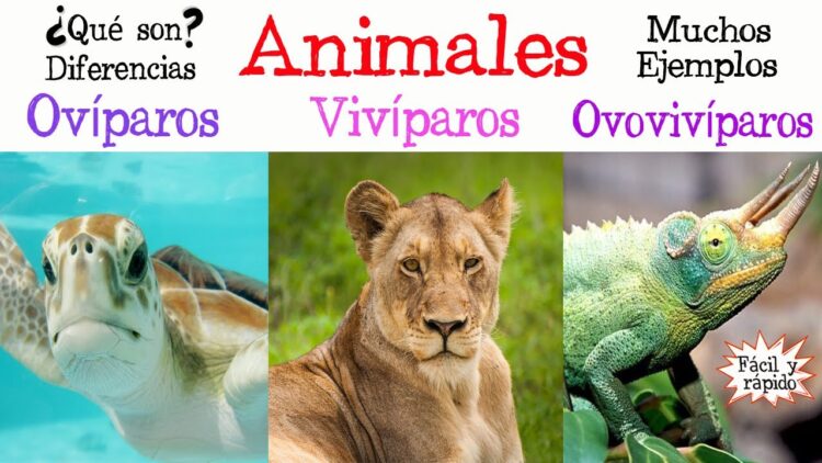 Comparación de la reproducción vivípara y ovípara en animales - Arjal