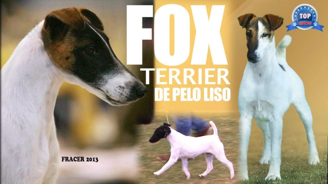 Criadero de Fox Terrier de pelo liso - Arjal