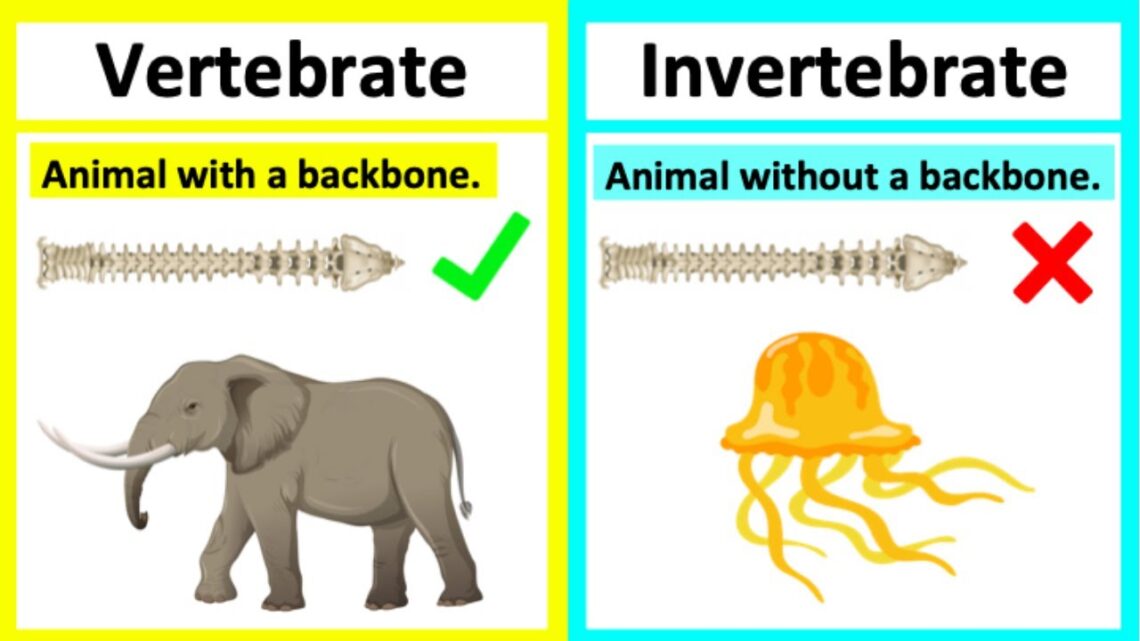 Diferencias entre vertebrados e invertebrados - Arjal