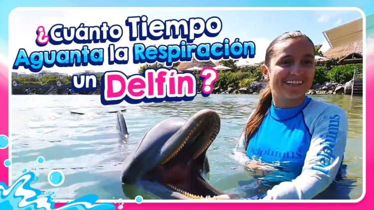 Duración del tiempo que un delfín puede permanecer bajo el agua - Arjal