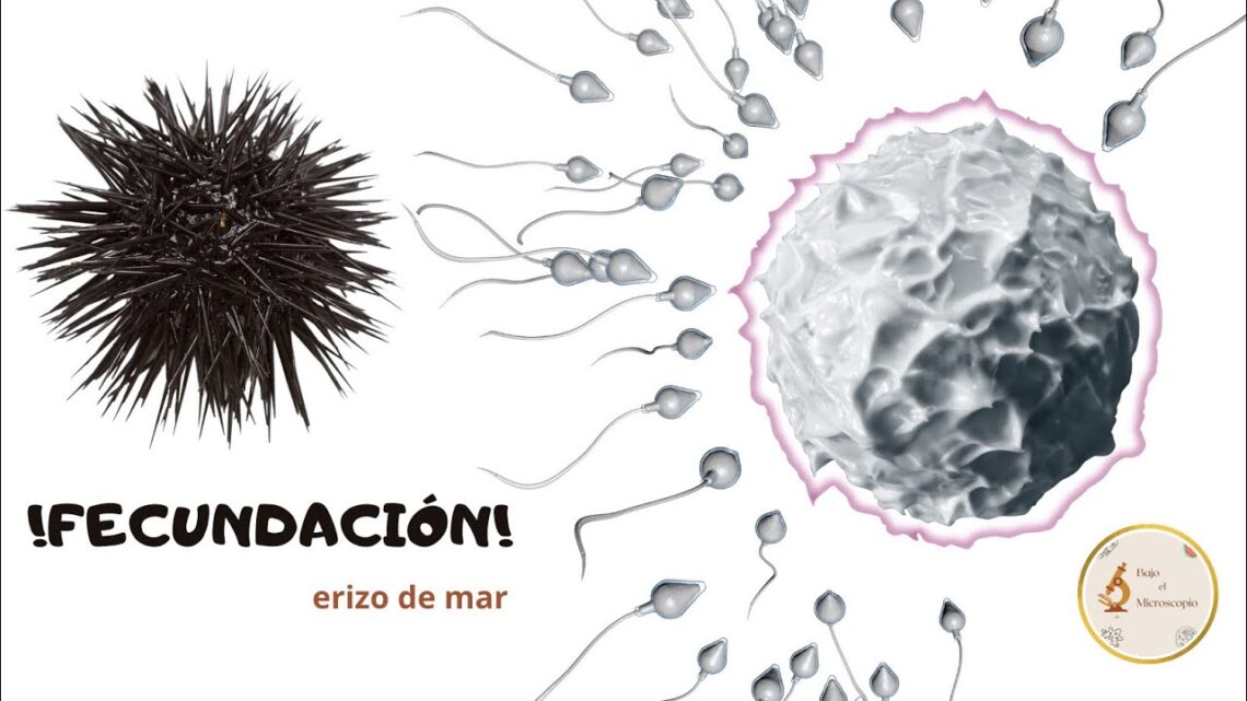 El proceso de reproducción de los erizos de mar - Arjal