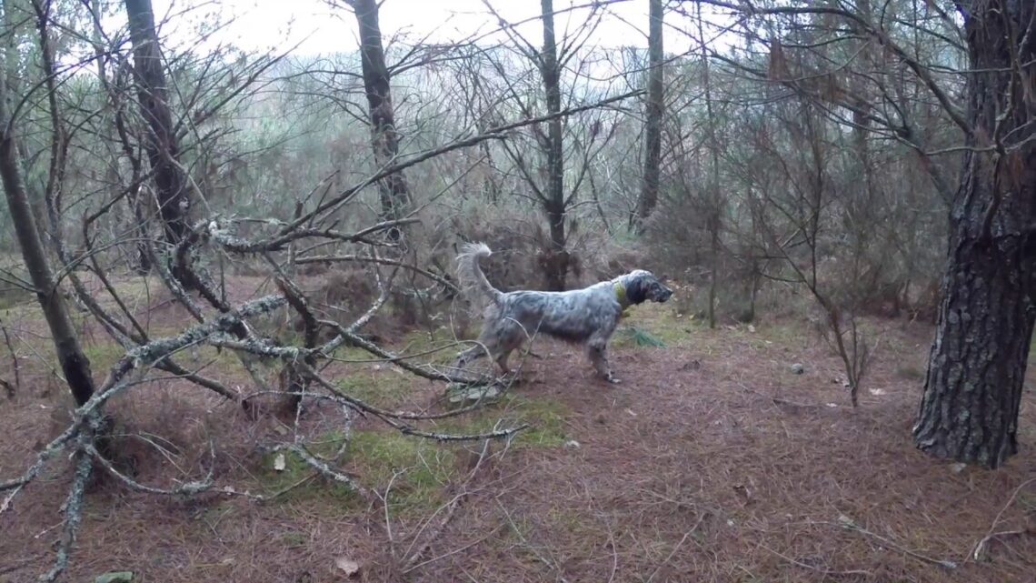Entrenamiento de Setter Inglés para la caza - Arjal