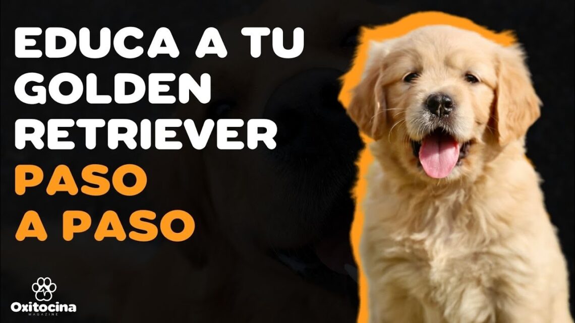Entrenamiento para perros Golden Retriever - Arjal