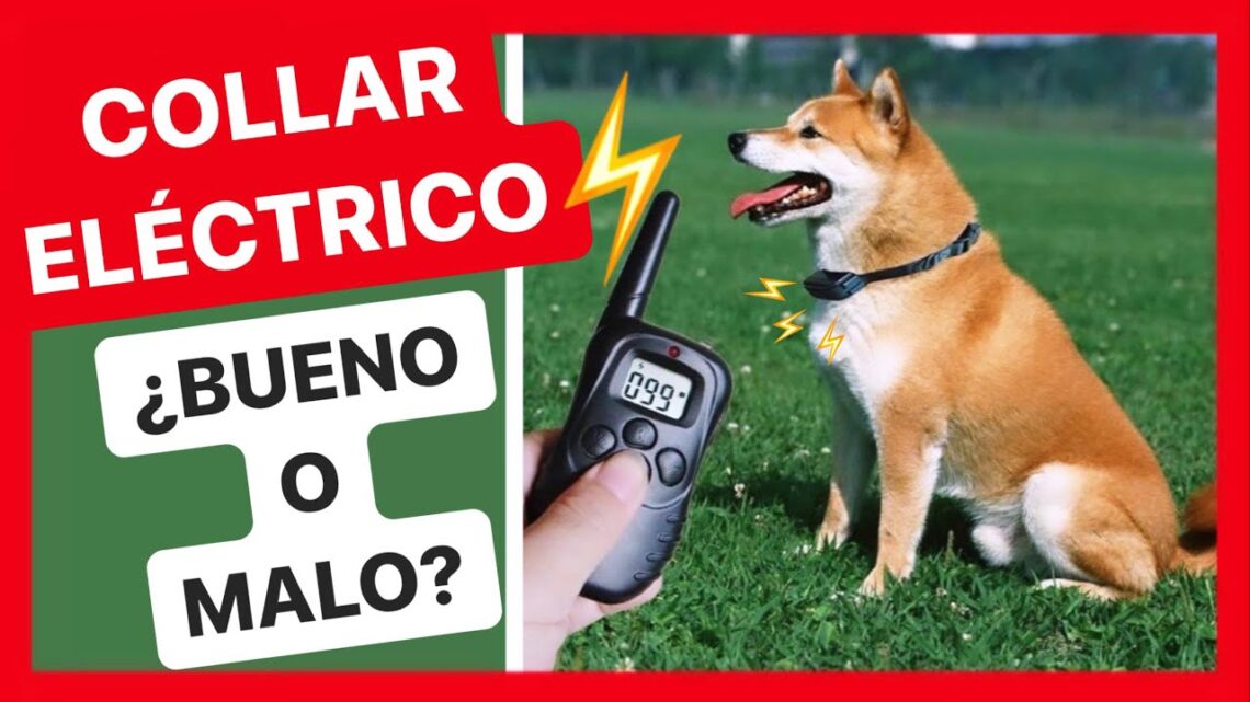 Funcionamiento de un collar eléctrico para entrenamiento de perros - Arjal