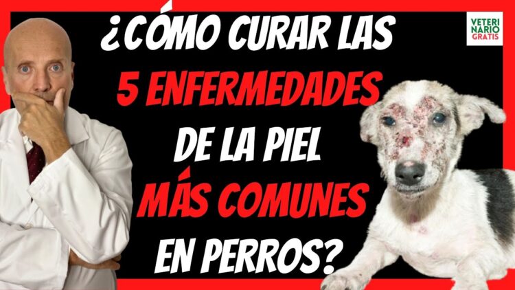Hongos en la piel de los perros: Tipos comunes y tratamientos - Arjal