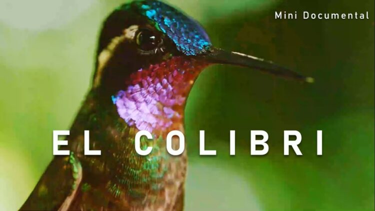 La estructura del pico del colibrí - Arjal