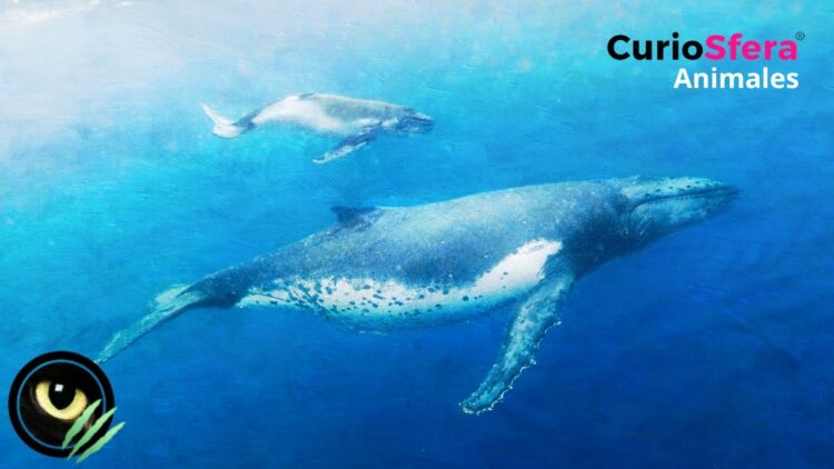La reproducción de las ballenas: cómo se lleva a cabo - Arjal