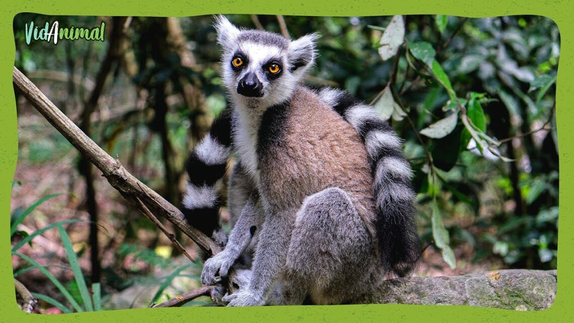 Lémur de cola anillada de Madagascar - Arjal