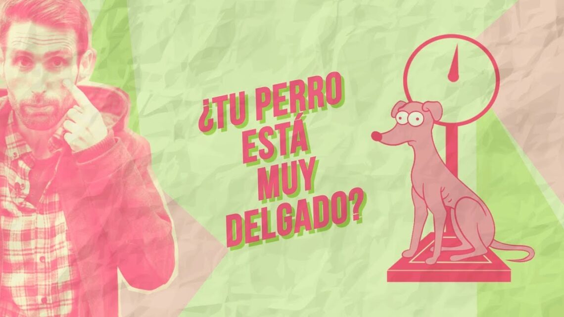 Mi perro come mucho pero está flaco - Arjal