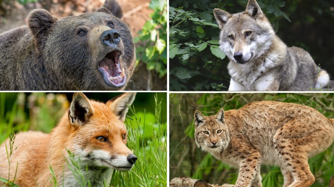 Nombres de animales que habitan en el bosque templado - Arjal