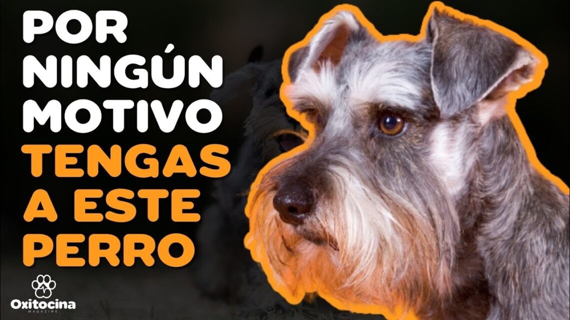 Peso promedio de un Schnauzer miniatura adulto - Arjal