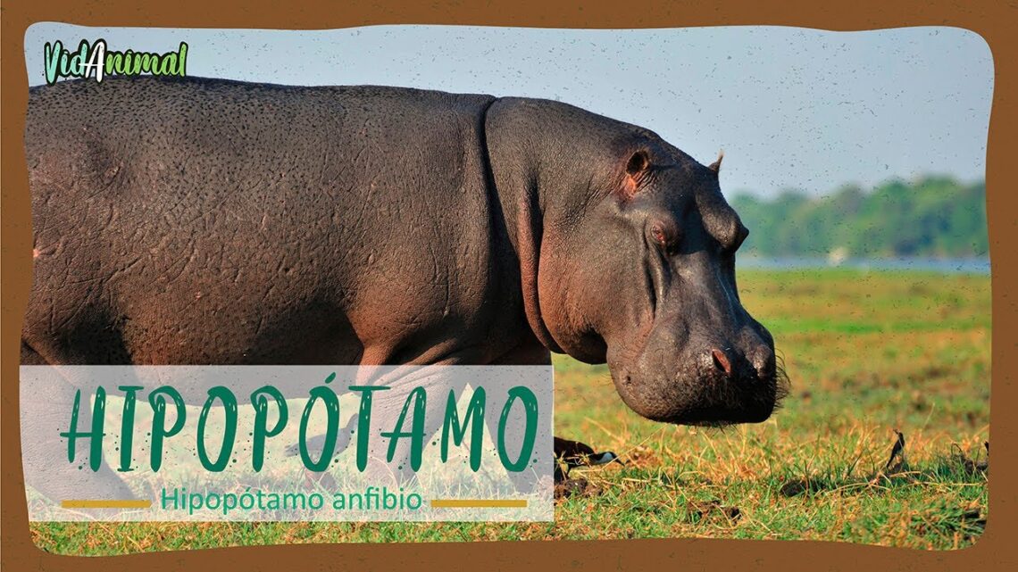 Peso y tamaño del hipopótamo: ¿Cuánto pesa y mide este animal? - Arjal