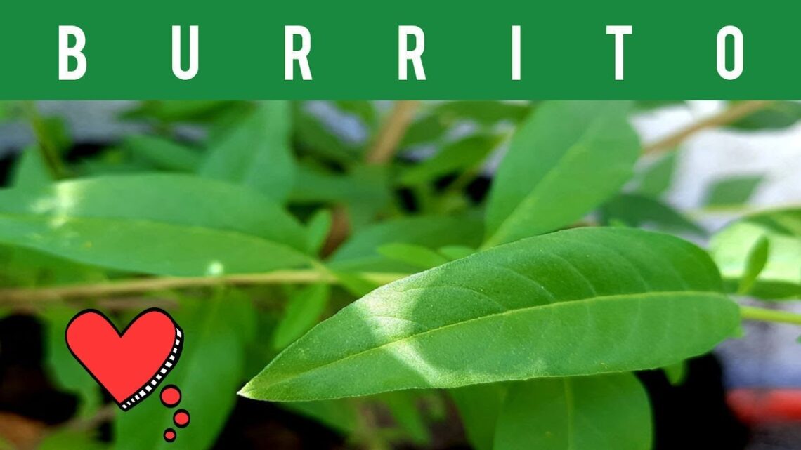 Propiedades medicinales de la planta cola de burro - Arjal