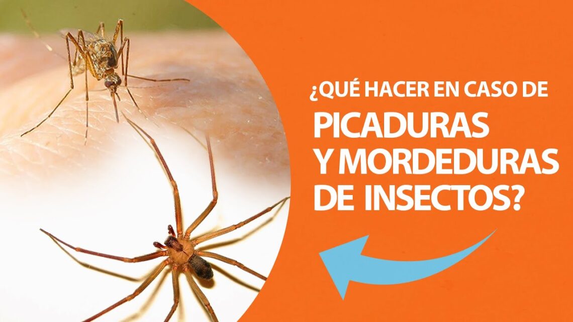 Síntomas comunes de picadura de insecto con un punto blanco - Arjal
