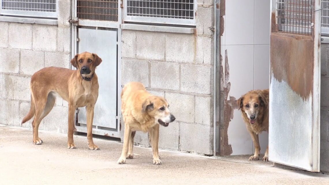 Sociedad Protectora de Animales de León - Arjal