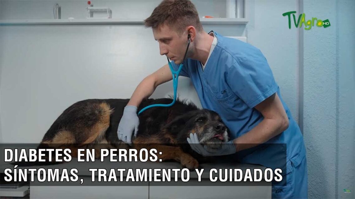 Tratamiento de la diabetes en perros con insulina - Arjal