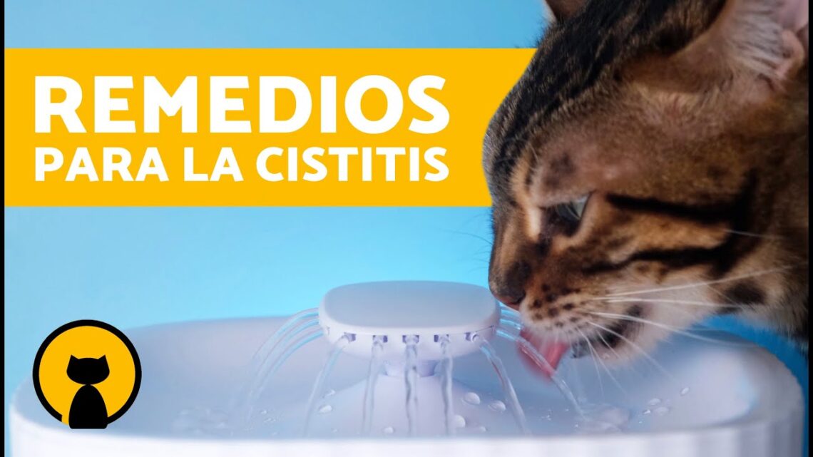 Tratamiento para la infección urinaria en gatos - Arjal