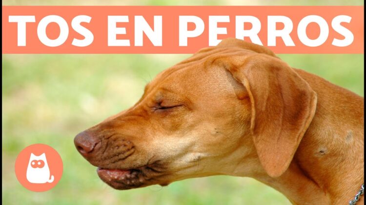 Tratamientos naturales para la tos en perros - Arjal