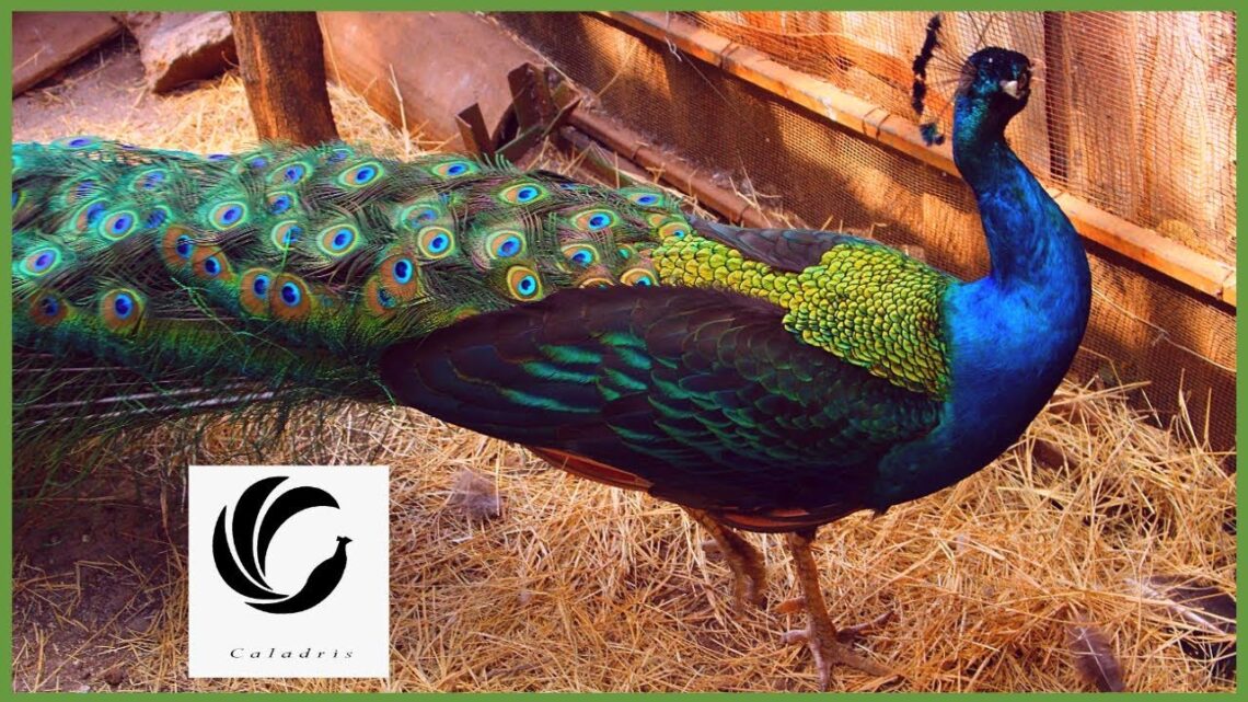 Venta de pavos reales albinos: Hermosos ejemplares disponibles para ...