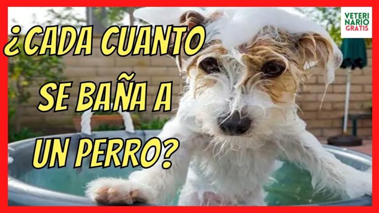 ¿A qué temperatura debe estar el agua para bañar a un perro? - Arjal