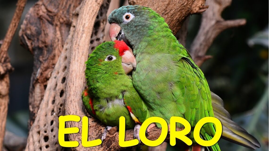 Características de los loros verdes - Arjal