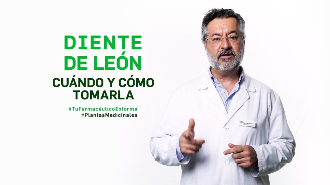 Cómo preparar diente de león para beneficiar la salud renal - Arjal