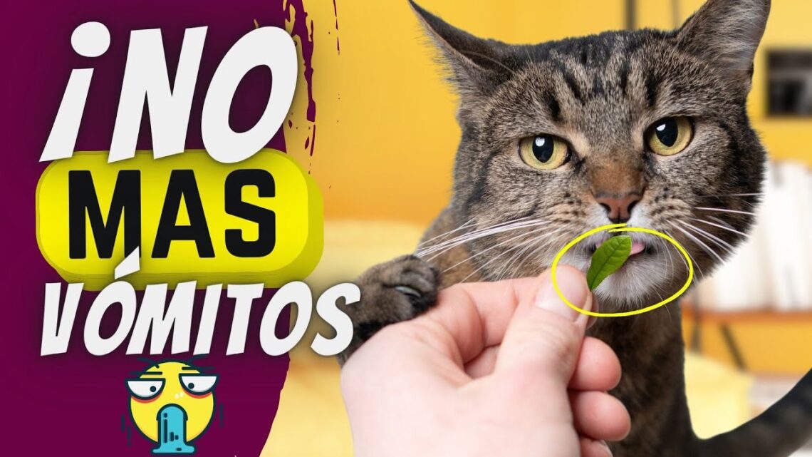 Cómo prevenir el vómito en los gatos - Arjal