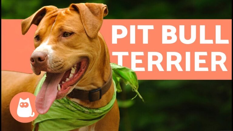 Cruce de perros Pitbull con Bull Terrier: Características y cuidados ...