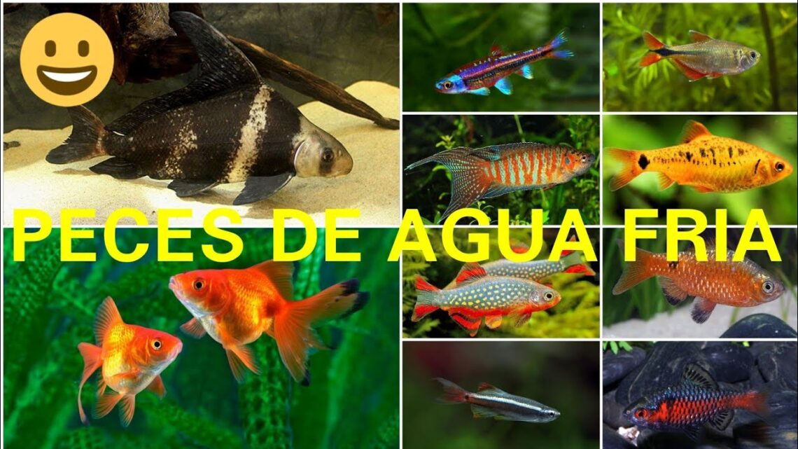 Peces de agua fría ideales para principiantes - Arjal