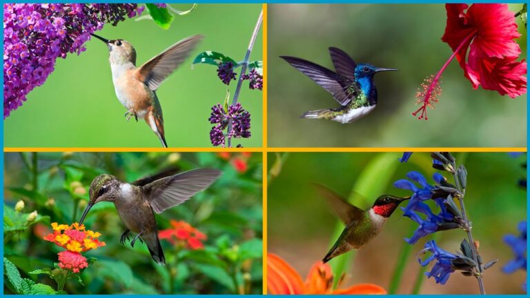 Plantas ideales para atraer mariposas y colibríes - Arjal